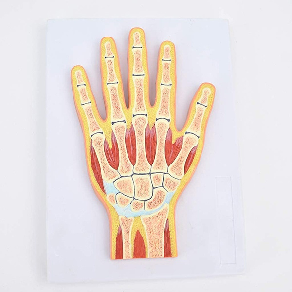 Study Model Assembly Hand Anatomical Model Hand Skeletal Muscle Model ...