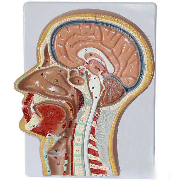 Median Section of The Head, Center of The Head Model of The Sagittal ... Median Section of The Head, Center of The Head Model of The Sagittal ...