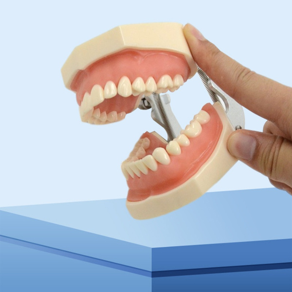 Dental Adult Standard Teeth Model,Removable Teeth Model for Children ...