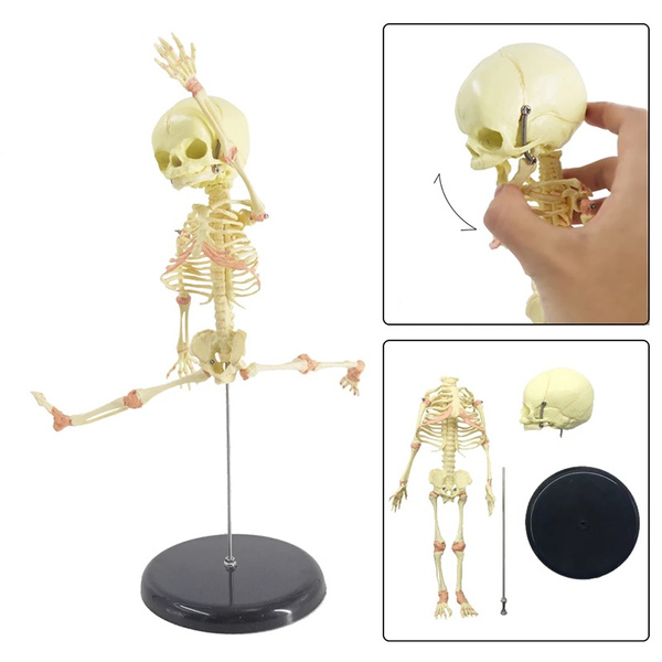 PVC Baby Skull Human Model Skeleton Anatomical Brain Anatomy Teaching ...