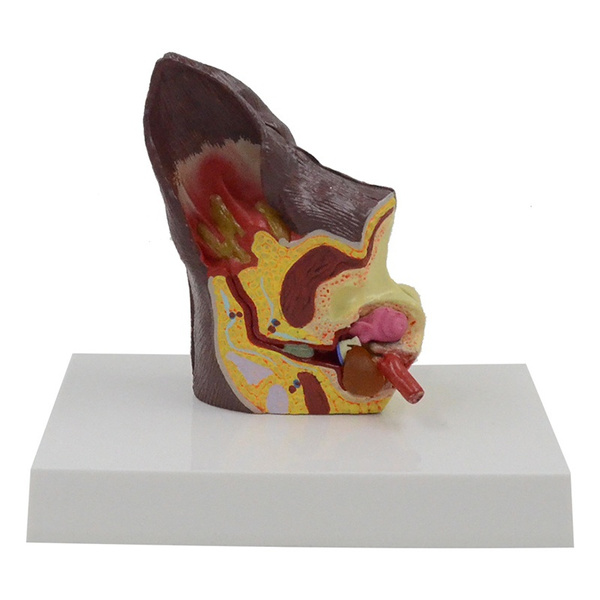 Canine Ear Model, Dog Ear Anatomy 2 Sided Model Normal Health and ... Canine Ear Model, Dog Ear Anatomy 2 Sided Model Normal Health and ...