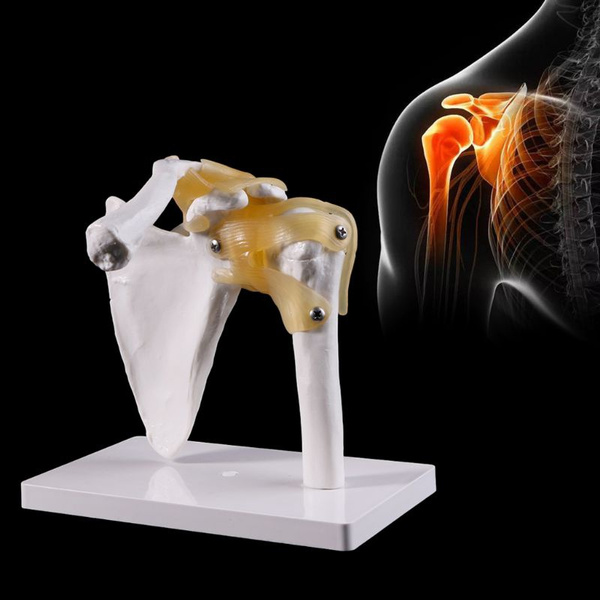 Human Skeleton Model For Anatomy Plastic Skeleton Model Complete With 3 ...