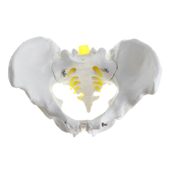 Medical Anatomical Female Male Pelvis Skeleton Model, Anatomical Human ...