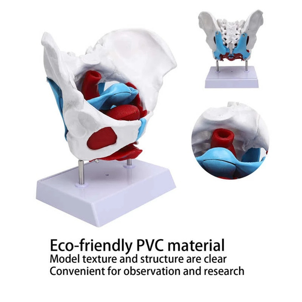 Female Pelvis Model Detachable Medical Model Lifesize Human Anatomical ...