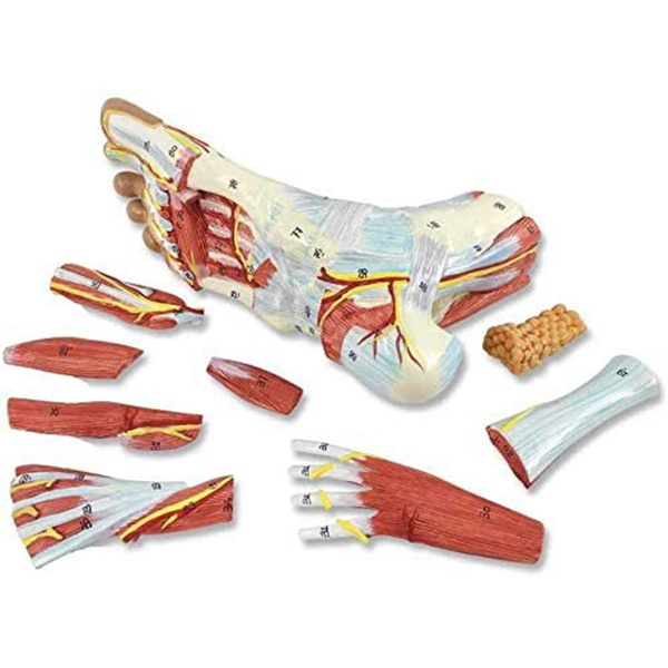 Wellden Medical Foot Skeleton Anatomy Model with Muscles, Ligaments and ...