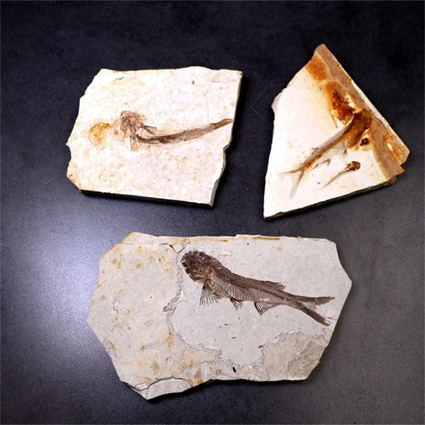 Paleontological Fish Natural Fishbone Lycoptera Fossil Stone Specimen ...
