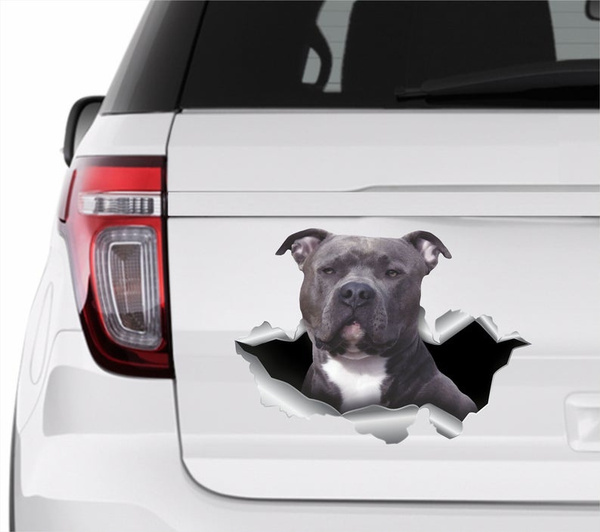 Pit Bull Sticker Car Sticker Blue Nose Pit Bull Dog Stickers Pitbull ...