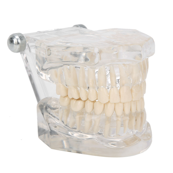 Transparent Acrylic Teeth Model Simulation Dental Teeth Model for ...