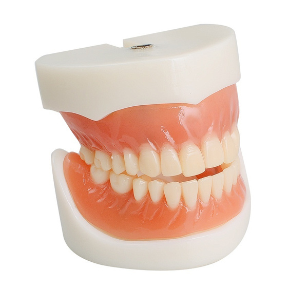Professional Preformed Dentition Oral Dentist Resin Teeth Model Durable ...