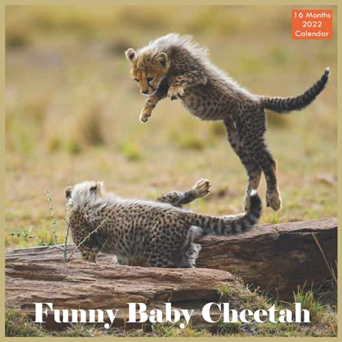 Funny Baby Cheetah Calendar 2022: Official Cheetah Cats Calendar 2022 ...