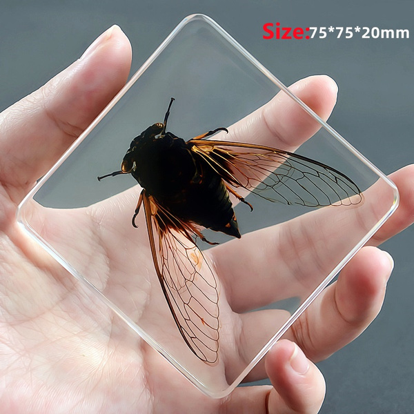 Resin Real Specimen Tarantulas Beetles Octopus Paperweight Collection ...