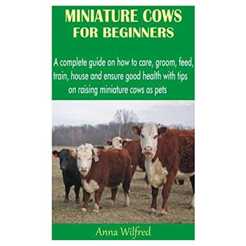 MINIATURE COWS FOR BEGINNERS: A complete guide on how to care, groom ...