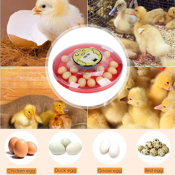 Egg Incubator, 9-30 Eggs Digital Fully Automatic Poultry Hatcher ...