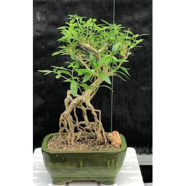Bonsai Boy of New York b2039 Tree of a Thousand Stars Raised Roots ...
