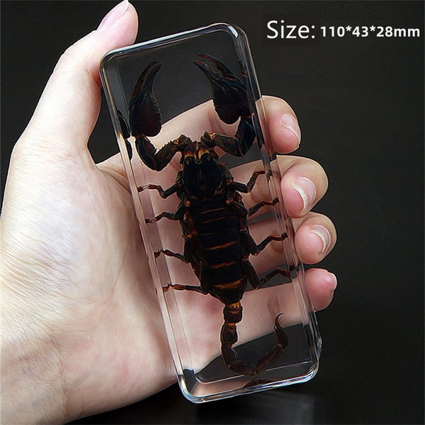 Real Resin Insect Specimen Spider Beetle Paperweight Scorpion Mantis ...