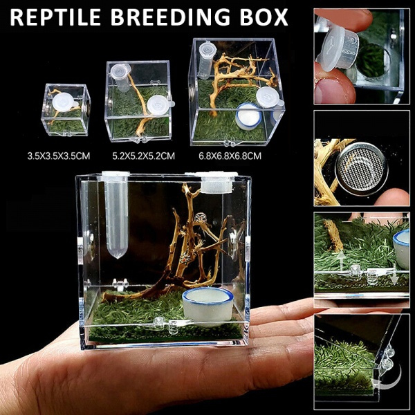 Fashion Black Widow Spider Small Insect Terrarium Transparent Reptile ...