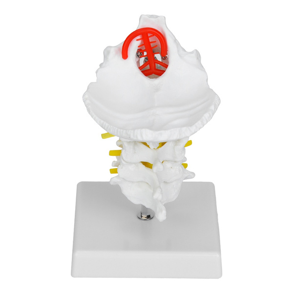 Restore Details Cervical Model, Spinal Model, Exhibitions Laboratory ...