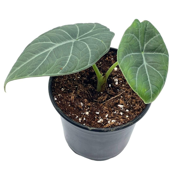 Alocasia Maharani, White Velvet, Grey Dragon Plant, Alocasia hybrid, 4 ...