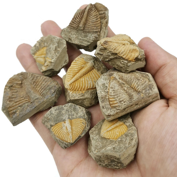 1pcs Natural Trilobite Tail Brachiopod Coral &Conchostraca Trilobites ...
