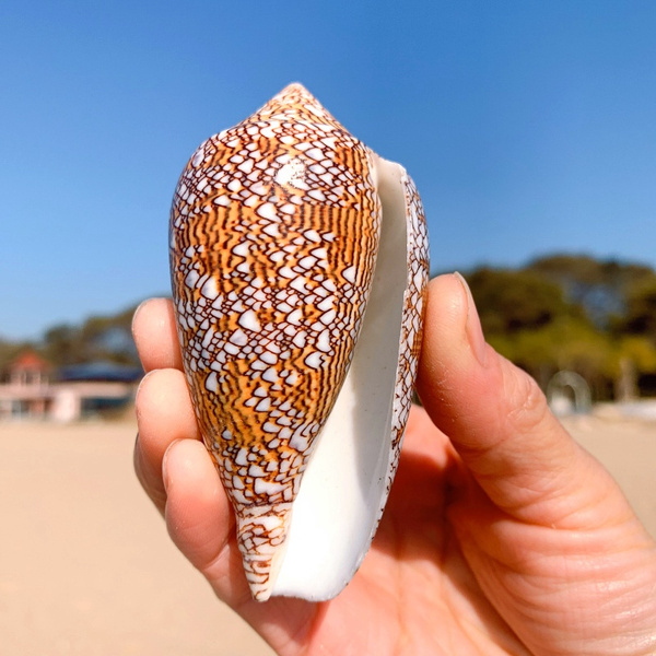 Natural Conchs SeaShells Textile Cone Snail Specimen Snail Home ...