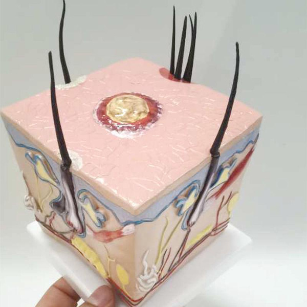 Hair Growth Process Model Scalp Model Hair Loss Hair Follicle ...