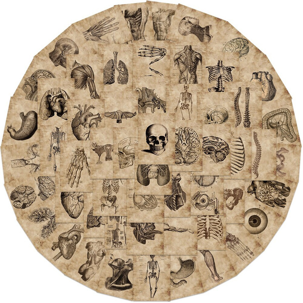 10/56pcs Anatomy and Physiology stikcers The Body Structure Stickers ...