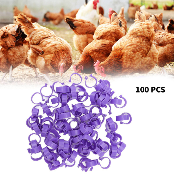 100 PCS Chicken Foot Labels Duck Hen Goose Legs Labels Clip Poultry ...