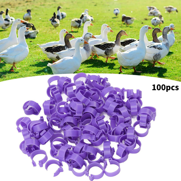 100 Pcs Bird Foot Labels Blank Opening Clip On Chicken Leg Bands ...