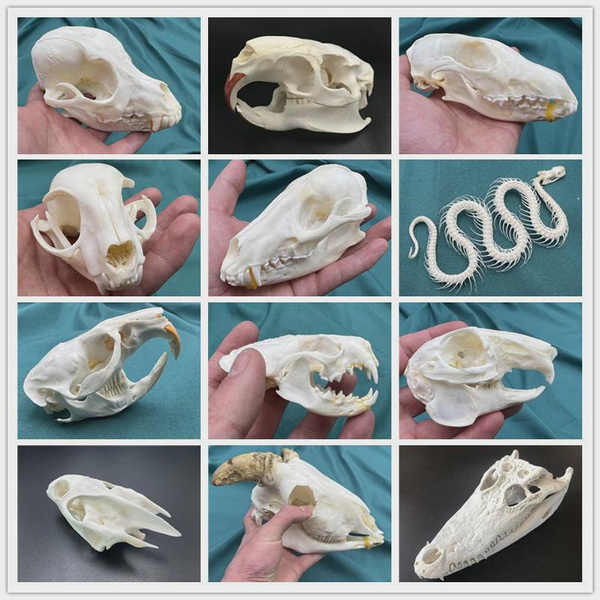 wholesale real animal skull specimen Taxidermy Cleaned Skull collection ...