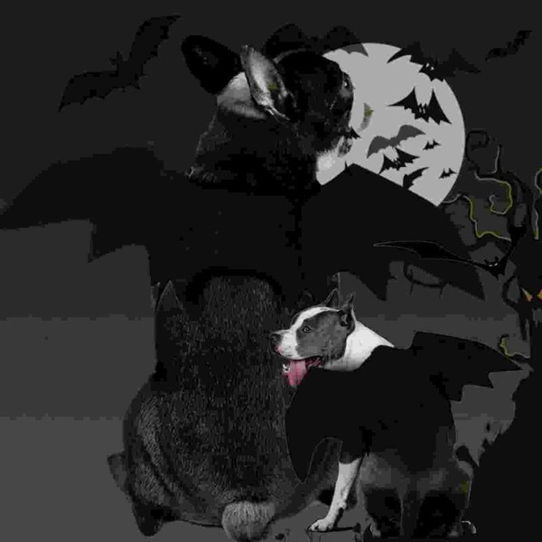Pet Cat Bat Wings Halloween Christmas Party Decoration Puppy Collar ...