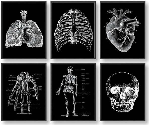 6 Panels Skeleton and Anatomy Wall Posters Nordic Style Black White ...