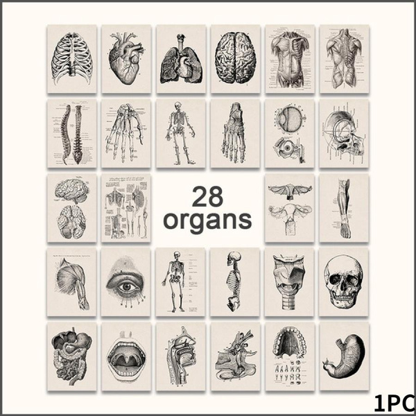 1PC Retro Human Body Organs Medical Anatomy Artwork Wall Pictures ...
