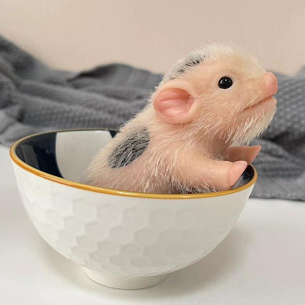 5 Inches Soft Silicone Piglet Cute Lifelike Pig Baby Toys | Wish