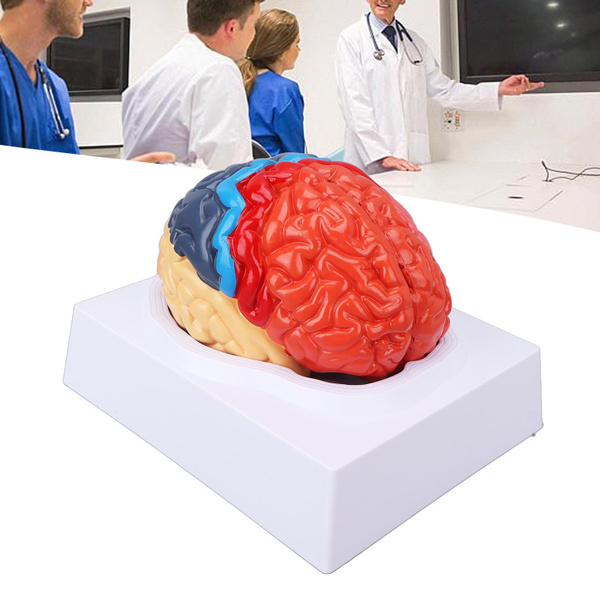 Anatomical Human Brain Model Cerebral Artery Color Partitioned Left ...