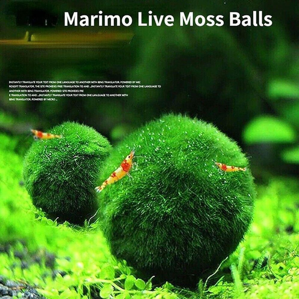 Aquatic Pet Supplies Aquarium Ecological Bottle Desktop Decoration Microlandscape Fish Tank ...