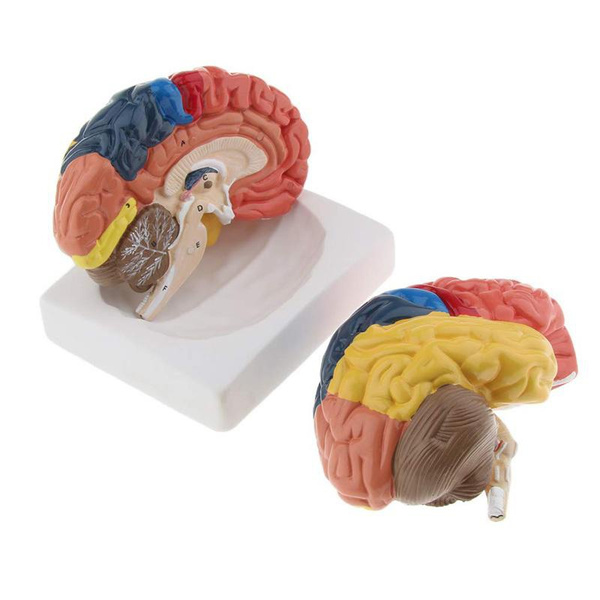 1:1 Life Size Removable 2 Parts Human Brain Brainstem Model with ...