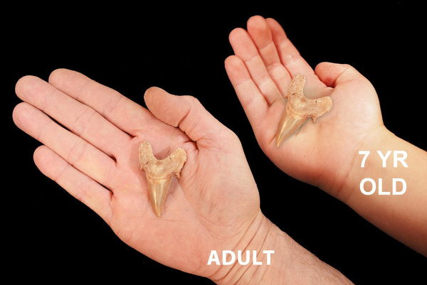 SHARK TOOTH 1 1/2" Morocco Fossil Raw Rocks and Minerals Third Eye ...