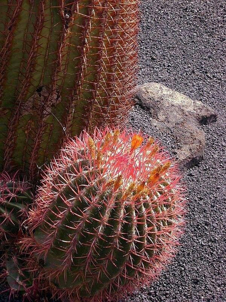 Mexican Fire Barrel Cactus - Ferocactus pilosus - 10 Seeds | Wish