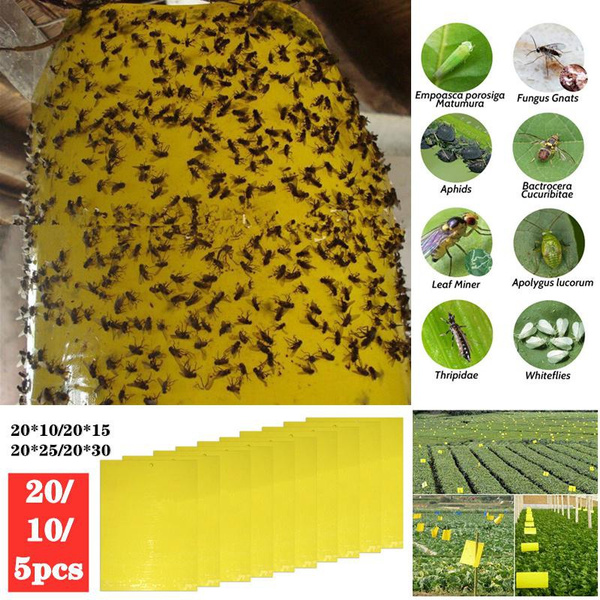 Garden insect trap stickers Sticker traps Fruit flies Yellow armyworm ...