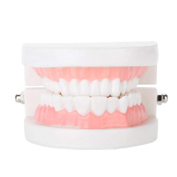 Standard Adults Tooth Teaching Dental Dentist Teeth Model Child Kids ...