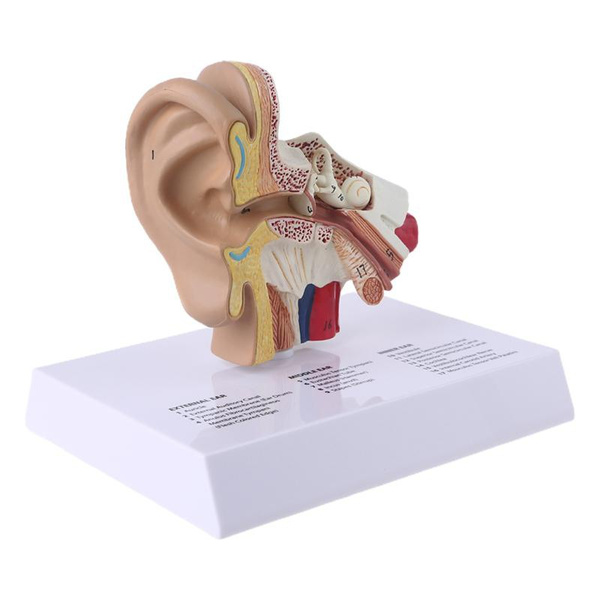 PVC Ear Model Ear Anatomy Model Medical Teaching Model | Wish