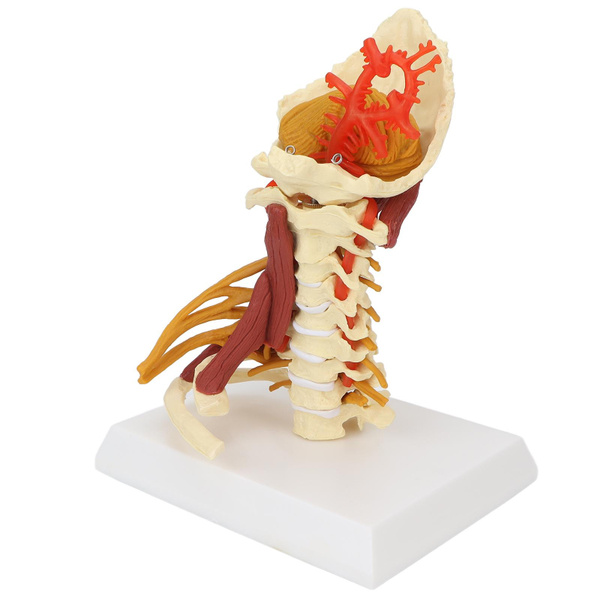 Cervical Spine Model Spinal Model Life Sized for Teaching Presentation ...