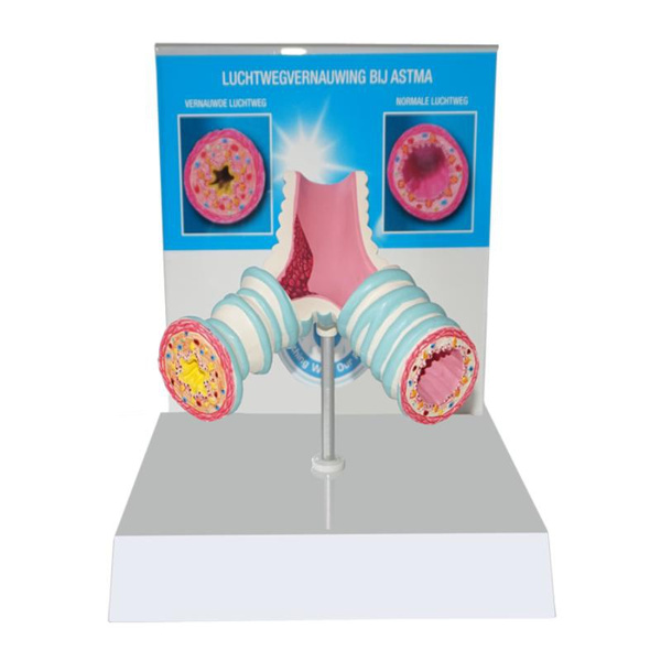 Human Organ Anatomy Model Realistic Bronchus Anatomical Model with ...