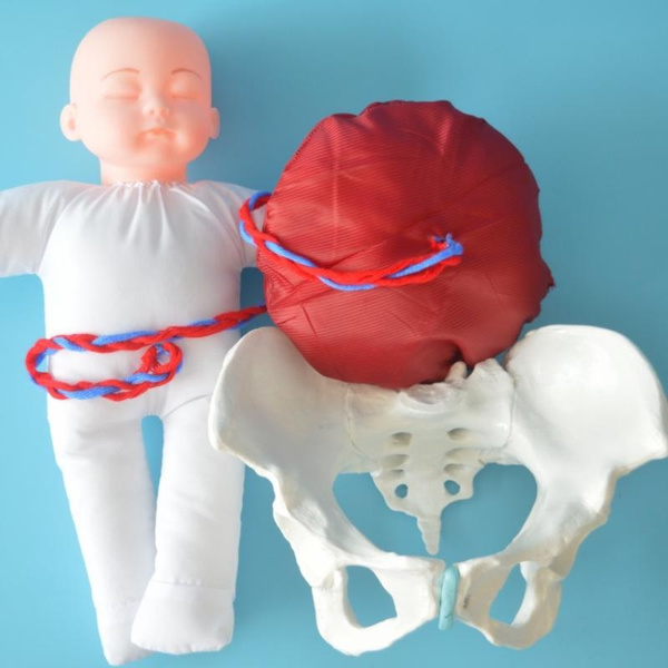 Demonstration Pelvic Model of Childbirth with Fetus/umbilical Cord ...