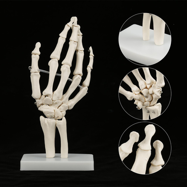 Anatomical Life-size Hand Joint Anatomical Model Life Size Skeleton ...