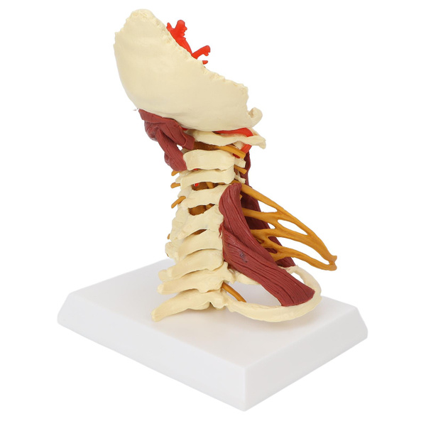 Cervical Spine Model Life Sized Spinal Model for Doctor Patient ...