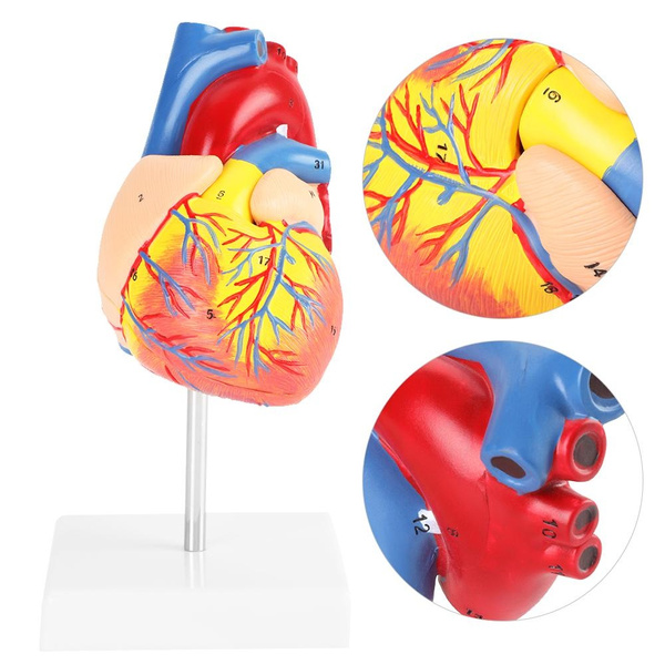 1:1 Anatomical Human Life Size Heart Model Cardiovascular 2 Parts for ...