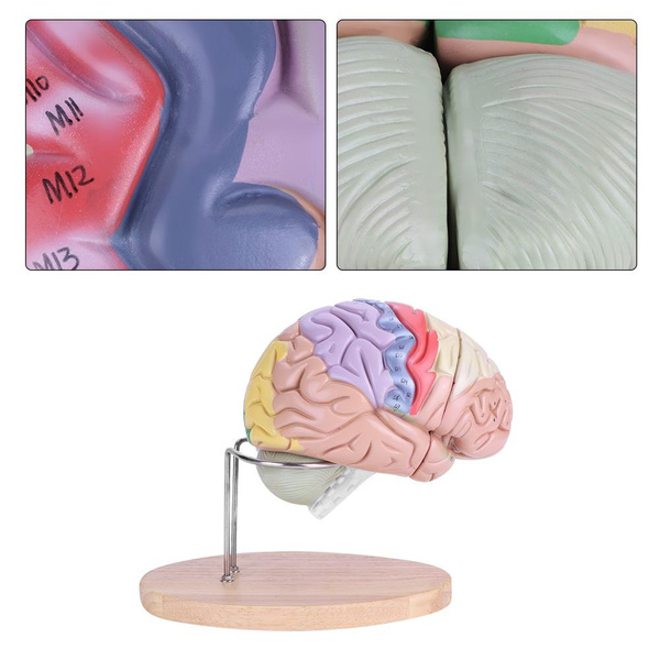 1:2 Human Brain Model Disassembled Anatomical Human Brain Model ...