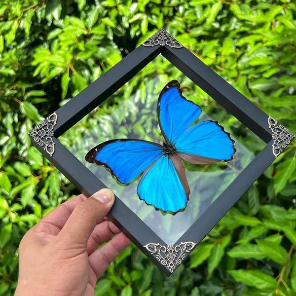 New DIY Taxidermy Artwork Butterfly 3D Floating Shadow Box Specimen ...