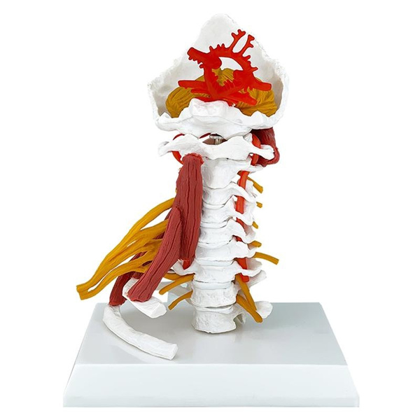 1:1 Anatomical Human Cervical Spine Model PVC Medical Study Model | Wish